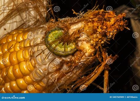 Fall Armyworm Pests Damage The Ear Corn On Field Stock Image Image Of