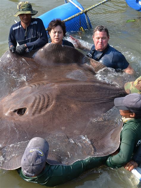 Largest Stingray
