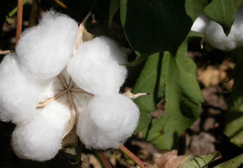 Texas Tech And Usda Cut Ribbon On Cotton Classification Complex September 2022 Pss Newsroom