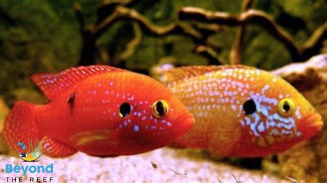 African Beyond The Reef