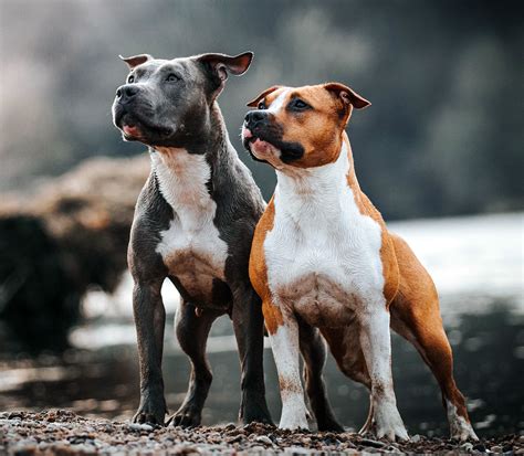 American Staffordshire Terrier Rasseportrait Hunter Magazin