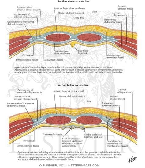 Anterior Rectus Sheath