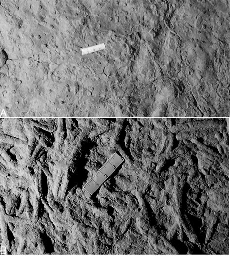 Selected Invertebrate Trace Fossils Burrows From Johnson Farm A Download Scientific Diagram