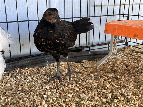 Black Sex Link Gamebird Mix Backyard Chickens Learn How To Raise Chickens