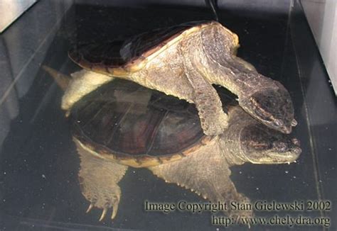 Snapping Turtle Reproduction