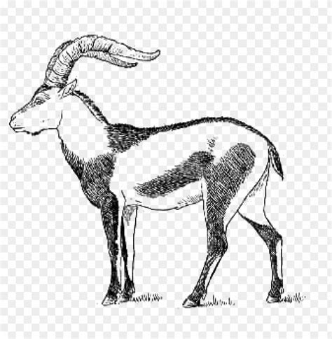Free Download Hd Png Ibex Drawing Toppng