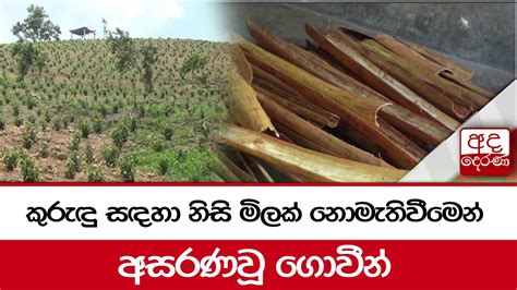 කුරුඳු සඳහා නිසි මිලක් නොමැතිවීමෙන් අසරණවූ ගොවීන් Youtube