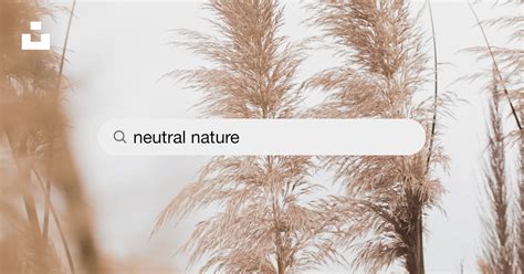 Neutral Nature Pictures Download Free Images On Unsplash