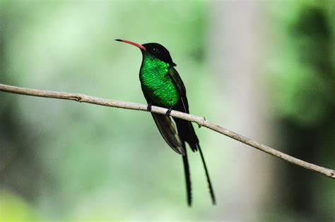 Jamaican Doctor Bird Pictures