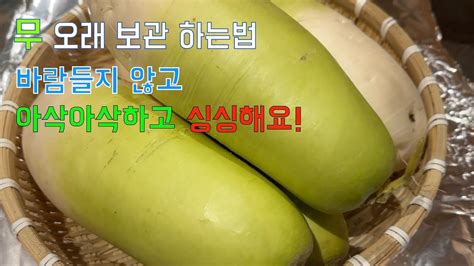 내쉬빌 장금이 무우 보관법 김장하고 남은 겨울무나 마켓에서 구입한 맛있는 무우를 오랫동안 보관하는 방법이에요 몇개월이 지나도 바람 들지 않고 아삭아삭 맛있어요