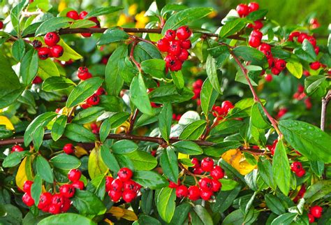 Fall Cheer By Noragoetz On Deviantart