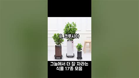 햇빛없이 그늘에서 잘 자라는 식물 17가지 Youtube