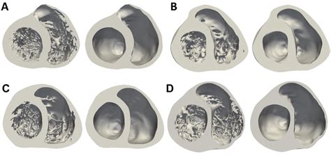 Male A B And Female C D Anatomically Detailed And Corresponding Download Scientific Diagram