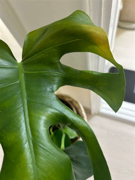 몬스테라 잎 변색 지식in