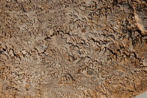 14件の「ammonite Suture Pattern」の画像、写真素材、3dオブジェクト、ベクター画像 Shutterstock