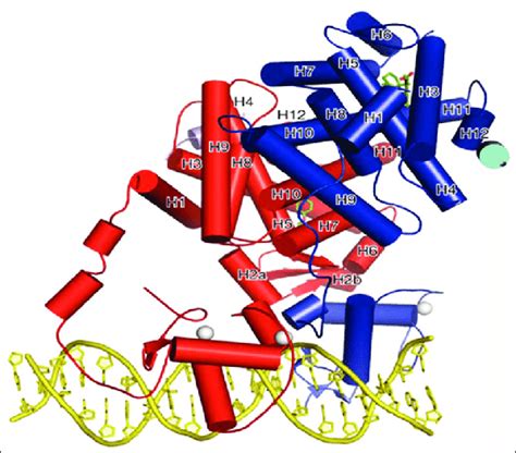 X Ray Crystal Structure Of Peroxisome Proliferator Activated