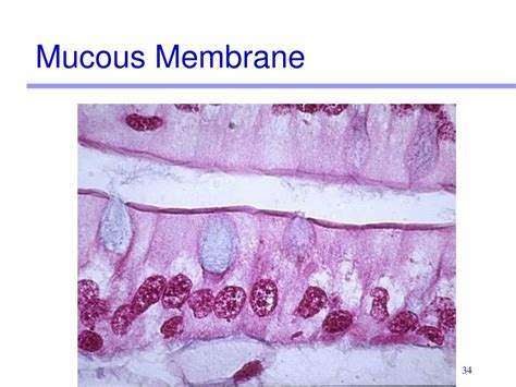 Ppt Lab Activity 5 Powerpoint Presentation Free Download Id249825