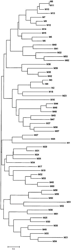 Analysis Method Of Yeast Rapd Maps Eureka Patsnap Develop Intelligence Library