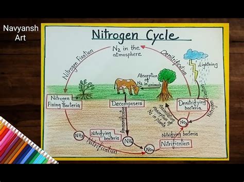 Nitrogen Cycle Steps Chart