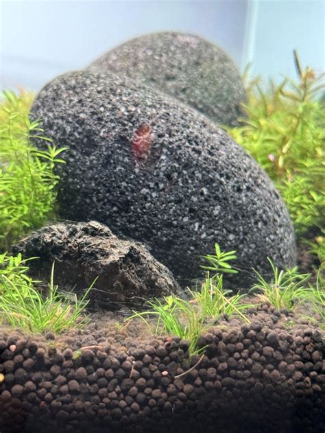 Algae Identifying R Aquascape