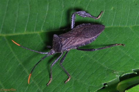 Leaf Footed Bugs North American Insects And Spiders