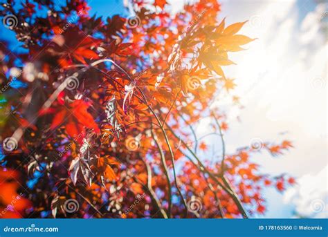 Reddish Tree Leaves Stock Photo Image Of Foliage Leaf