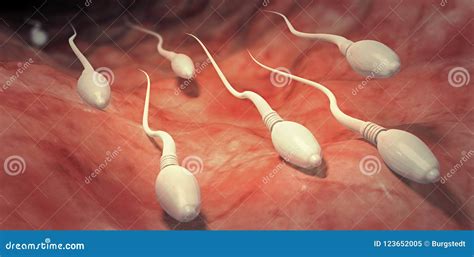 Sperm Cells Moving Towards Egg Cell Into The Womb Stock Illustration
