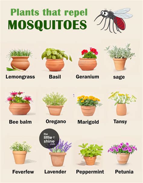 Mosquito Repellent Plants In Kerala At Ruth Flaherty Blog