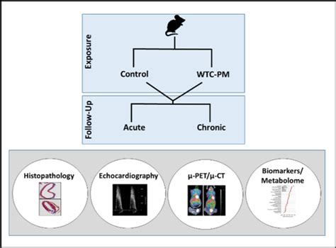 Role Of The Receptor For Advanced Glycation Endproducts Nyu Langone