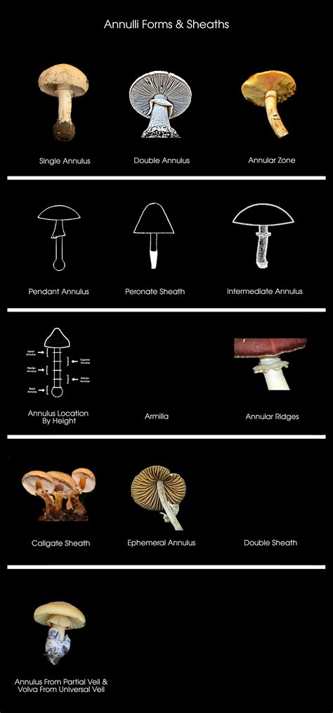 Edible Mushroom Identification Guide Patch Of Mushrooms Closer Pic
