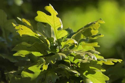 How To Identify Oak Trees Species Gardeners Path How To Identify Oak Trees Species Gardeners Path