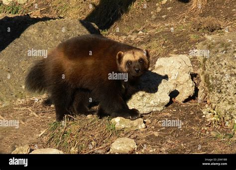 Predator Glutton Wolverine Predator Claws Scandinavia Glutton Wolverine