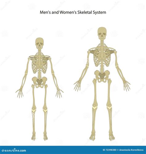 Female Vs Male Skeleton