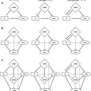 Schematic Representation Of The Feed Forward Loops A Three Node TF FFL Download Scientific