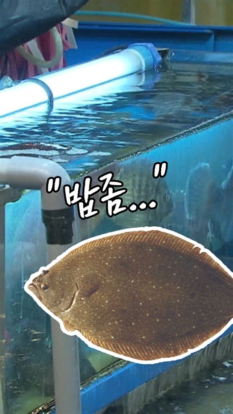 횟집 수조 물고기에게도 먹이를 줄까 횟집 물고기 다음 루프