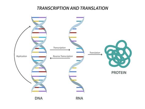 Dna Transcriptiediagram Dna Replication Rna Transciption