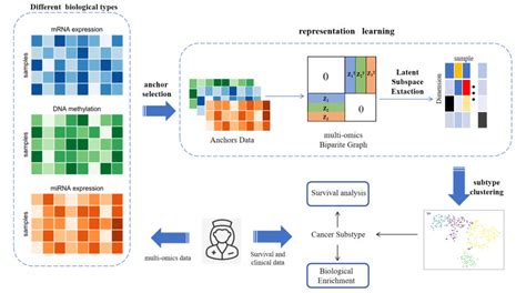 Efficient Multi Omics Clustering With Bipartite Graph Subspace Learning For Cancer Subtype