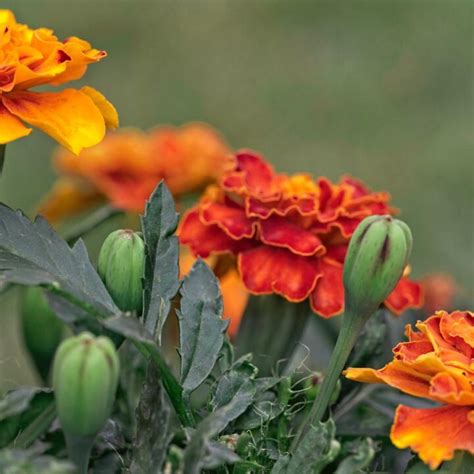 The Naked Tree Written By John R Cobb At Spillwords Com