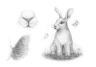 How To Draw A Rabbit Step By Step Envato Tuts