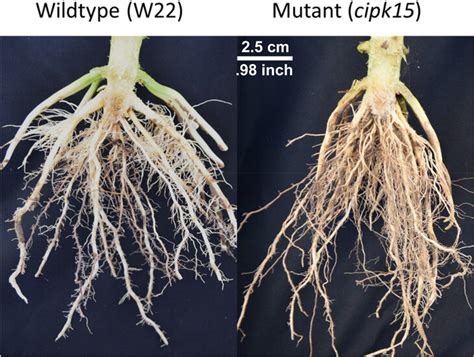 Gene Identified That Regulates The Angle Of Root Growth In Corn