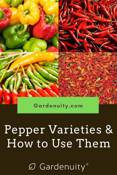 Different Types Of Peppers And How To Use Them