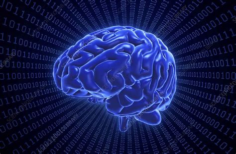Brain And Binary Code Artwork Stock Image F0090402 Science