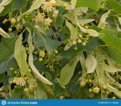 Lime Tree In Flower Stock Image Image Of Blossom Parkland 260193317