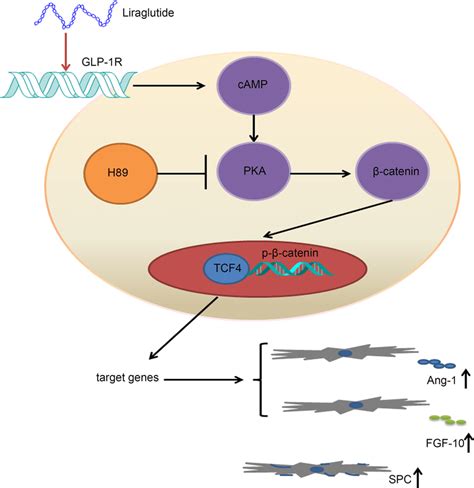 Schematic Diagram Of The Role Of Liraglutide In Regulating Hcmsc Download Scientific Diagram