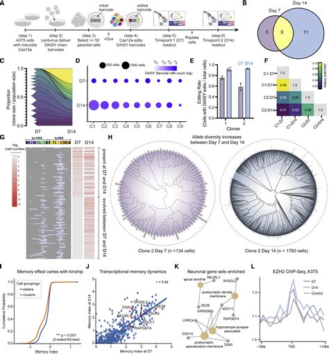 Machine Learning Optimized Cas12a Barcoding Enables The Recovery Of Single Cell Lineages And