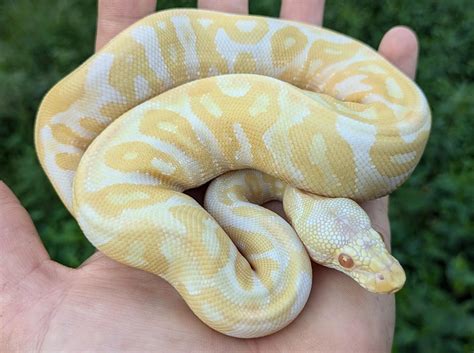 Albino Leopard Ball Python Exotic Reptile Shop