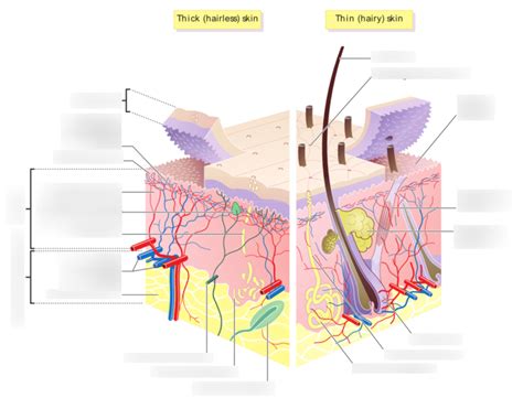 Chapter 4 The Integumentary System Diagram Quizlet