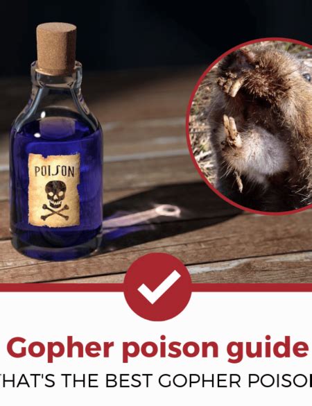 Gophers Vs Moles Understanding The Differences 2024 Todays Homeowner