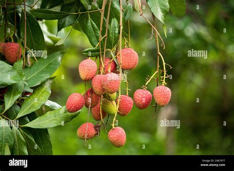 Fresh Ripe Lychee Fruits Hanging On Lychee Tree In Plantation Garden Close Up Lychee Trees Fruit