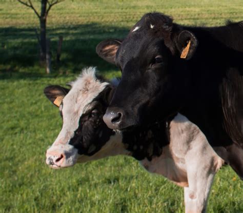 Sask Man Charged With Stealing Cattle From Alberta Sasktodayca